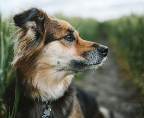 Paralysis Tick On Dogs | Symptoms & Treatment | NexGard® Range